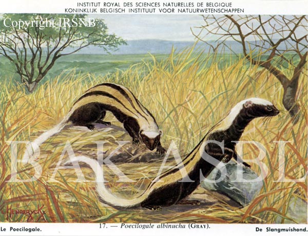 Biodiversité au Katanga